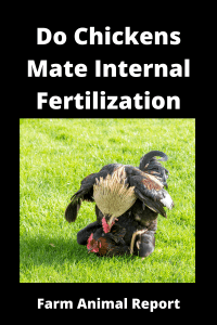 13 Curious Facts: Chicken Internal Or External Fertilization (2024)