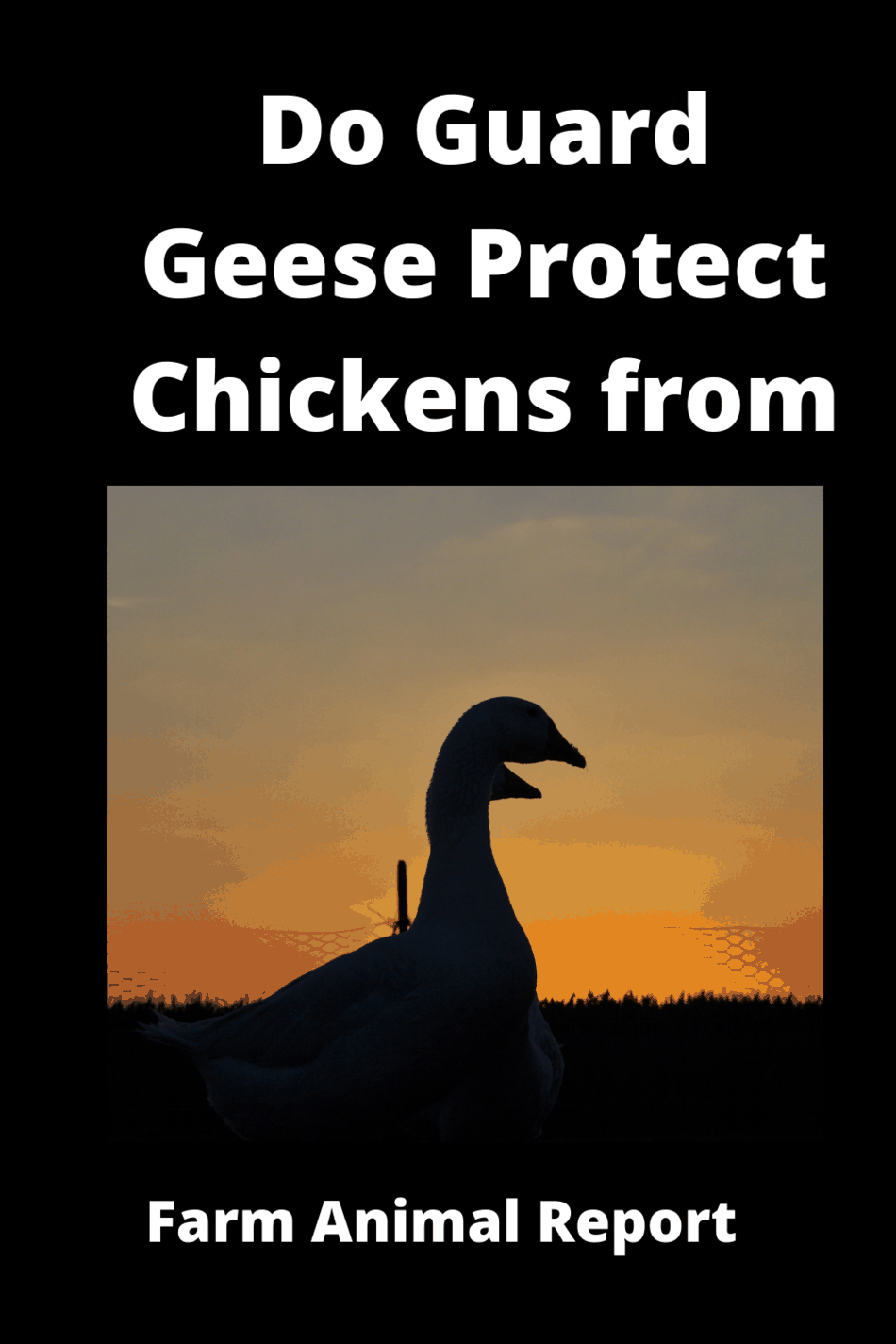 Will Geese Protect Chickens | Guard Geese