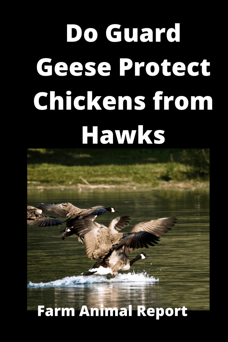 Will Geese Protect Chickens | Guard Geese