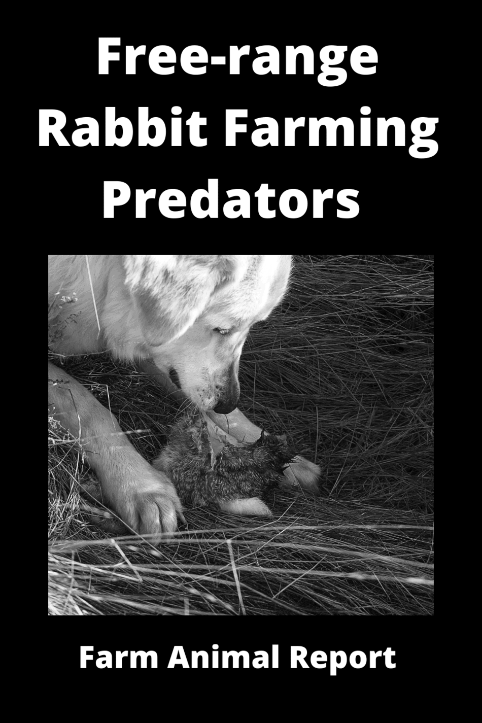 Free Range Rabbit | Free Range Rabbits - Farm Animal Report