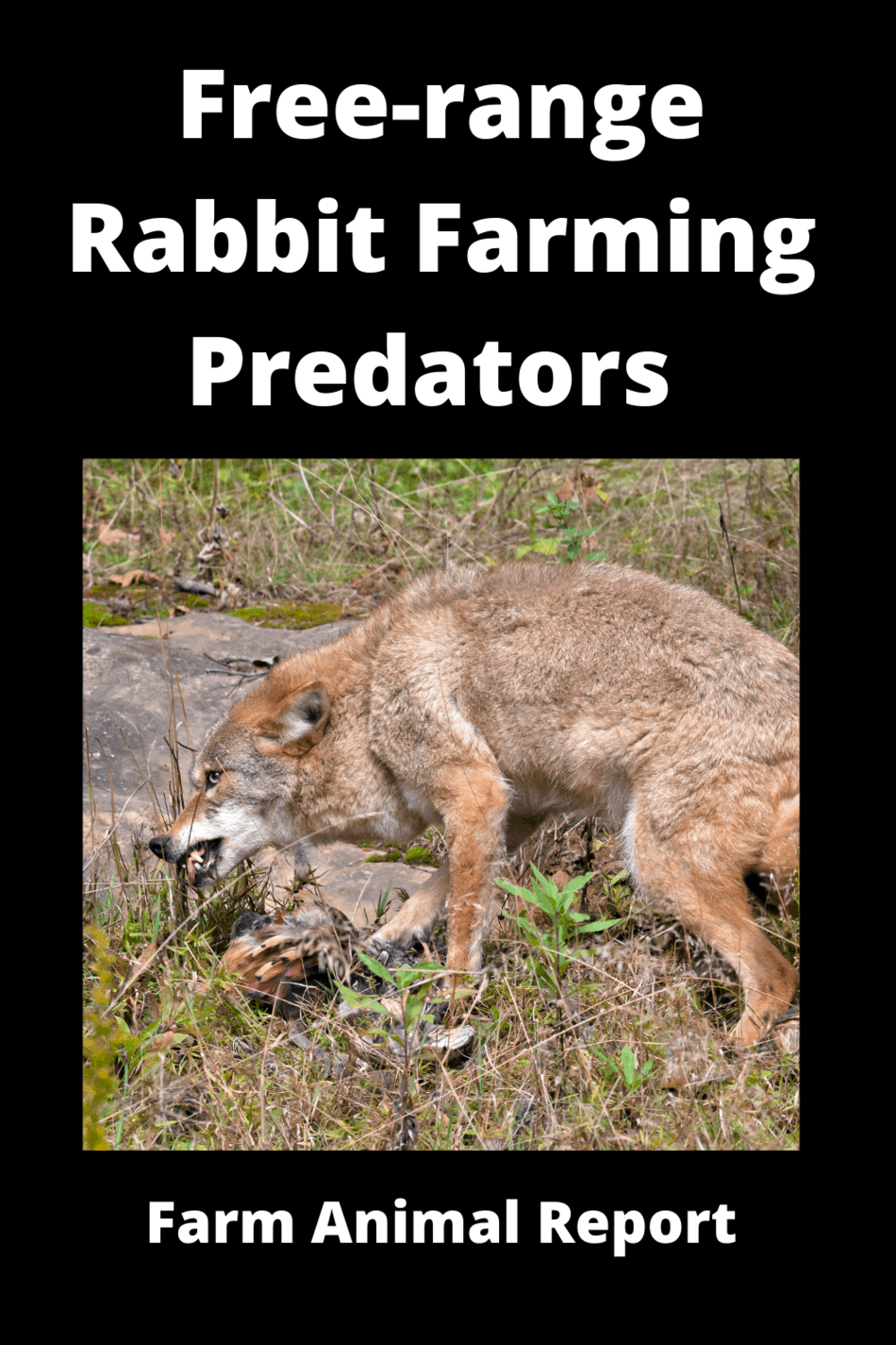Free Range Rabbit | Free Range Rabbits - Farm Animal Report