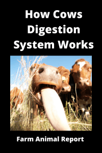 How Cows Digestion System Works
