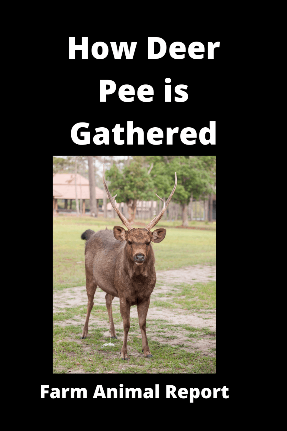 Deer Urine Collection (2024) - How Deer Pee Is Gathered