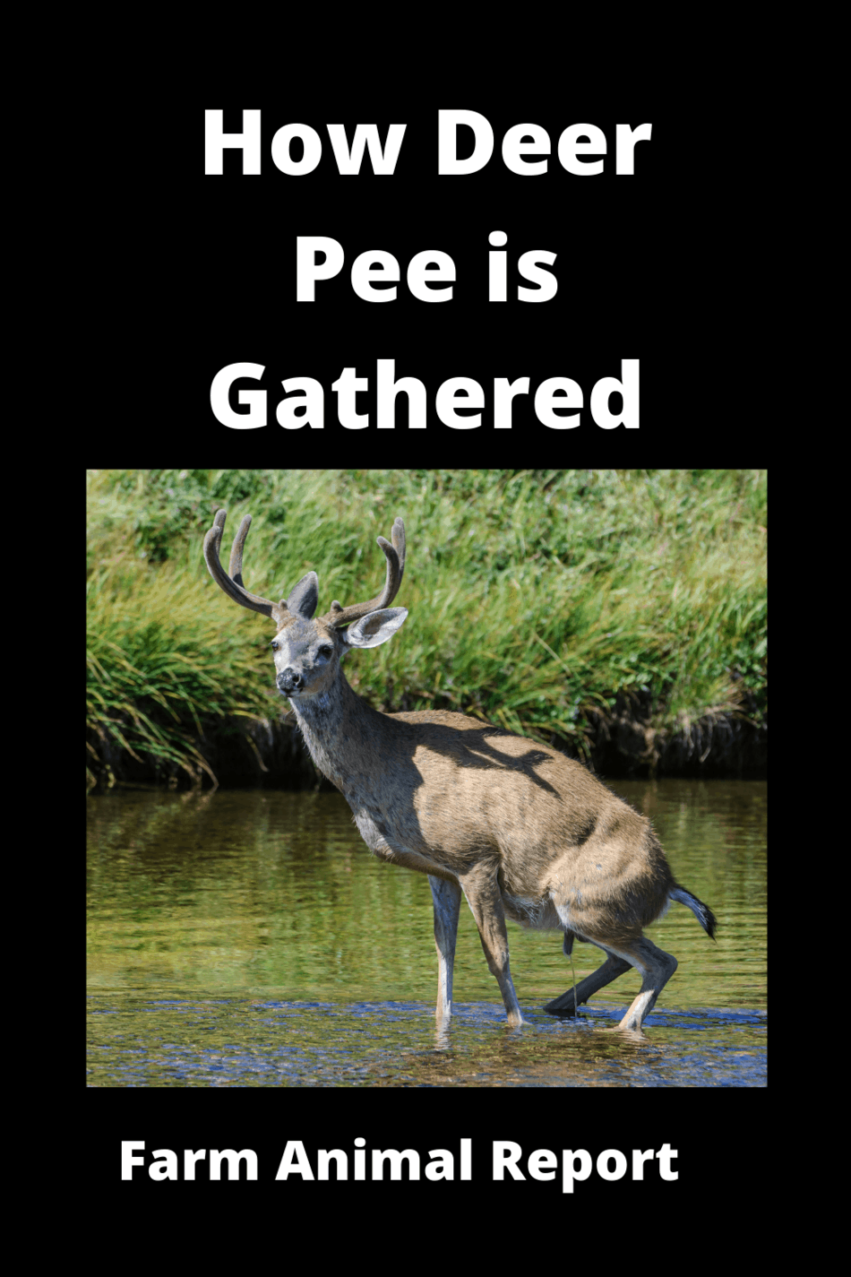 Deer Urine Collection (2024) - How Deer Pee Is Gathered