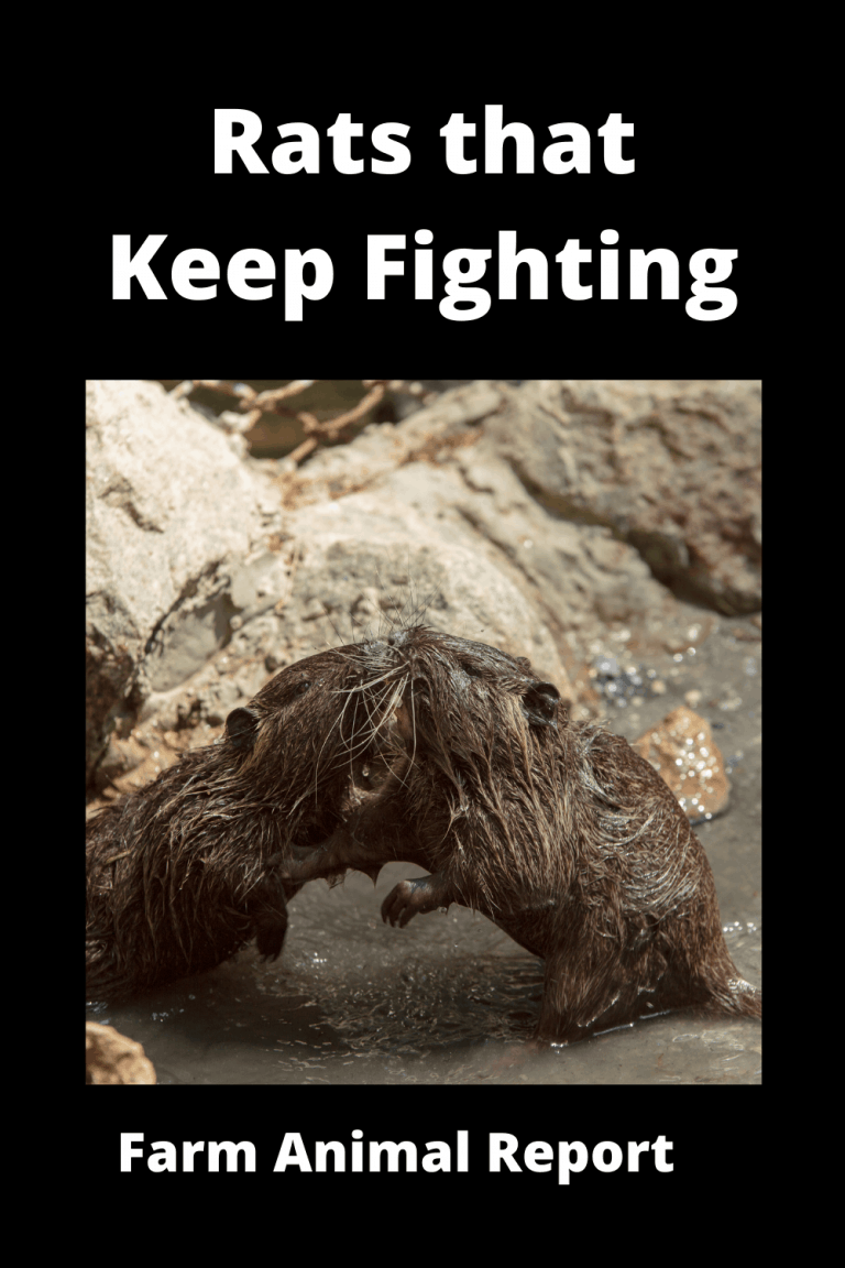 Dealing With Rats That Keep Fighting: A Practical Guide