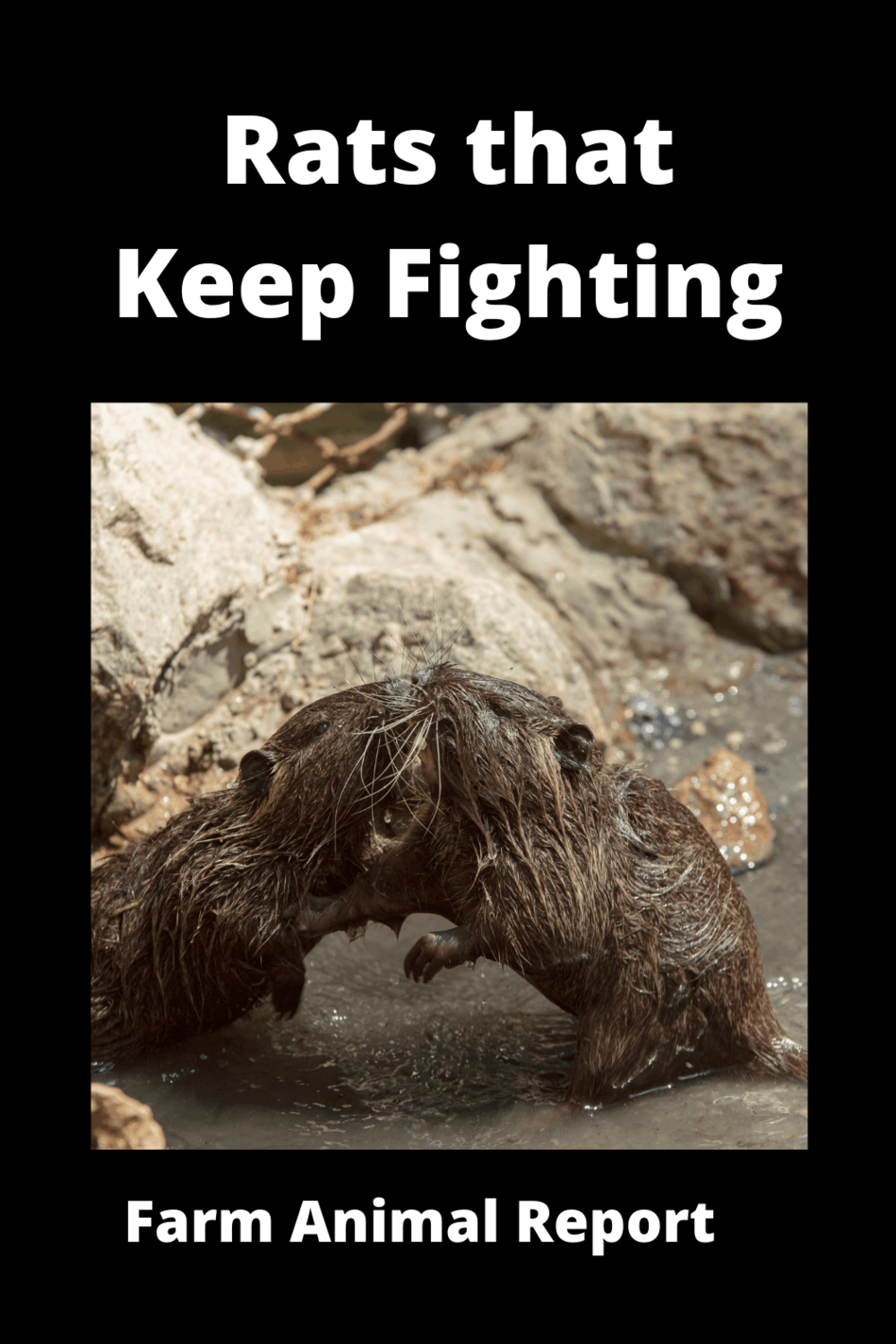 Dealing With Rats That Keep Fighting: A Practical Guide