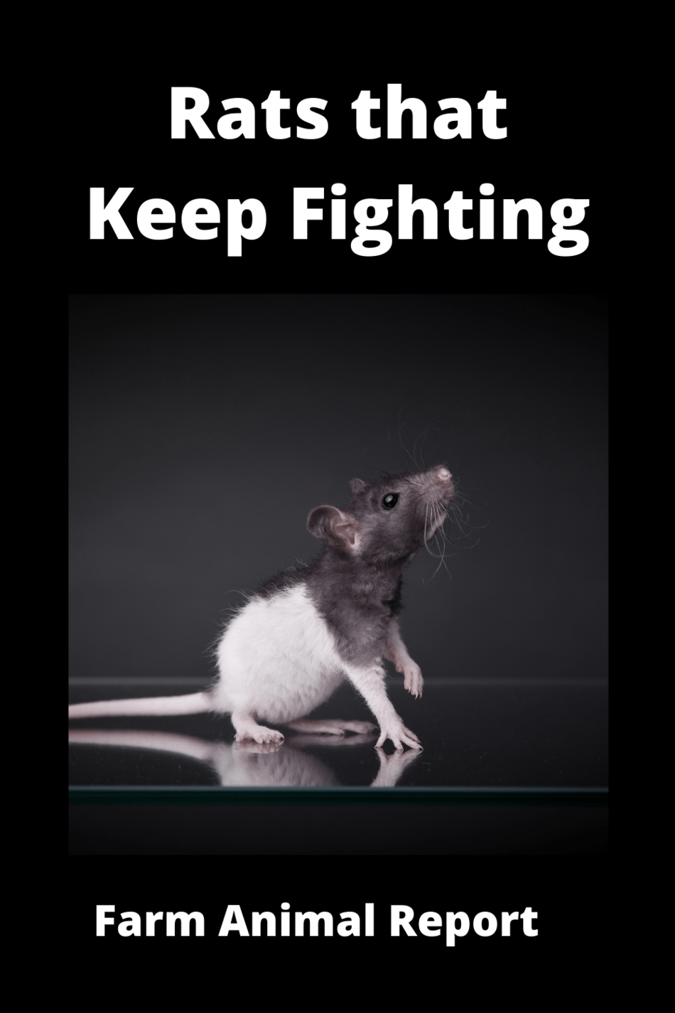 Dealing With Rats That Keep Fighting: A Practical Guide