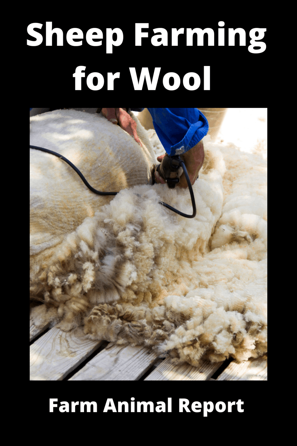 Sheep Farming For Wool