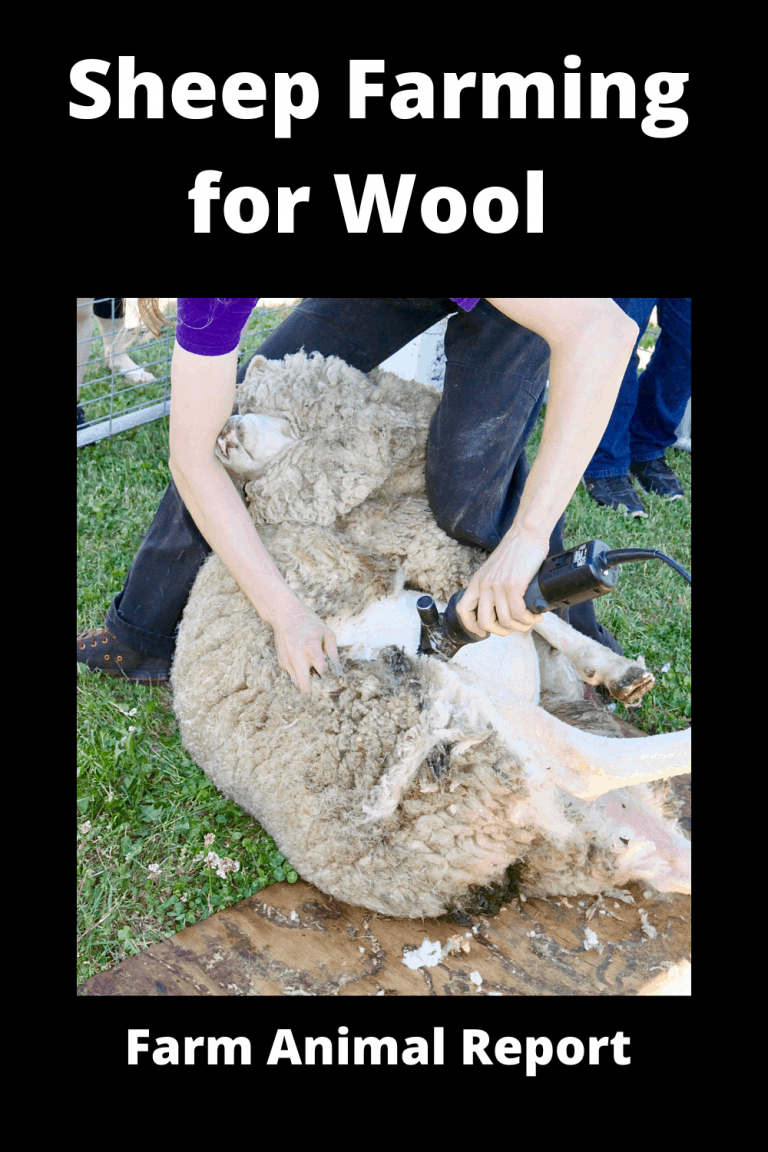 Sheep Farming For Wool