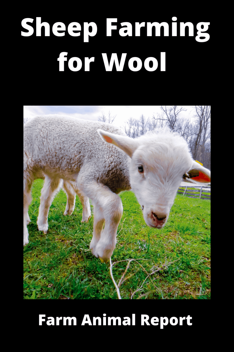 Sheep Farming For Wool