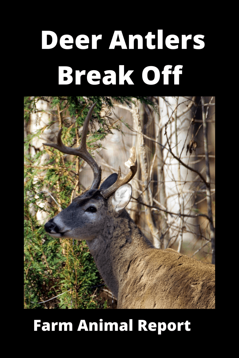 What Happens If Deer Antlers Break Off / 5 How To Videos