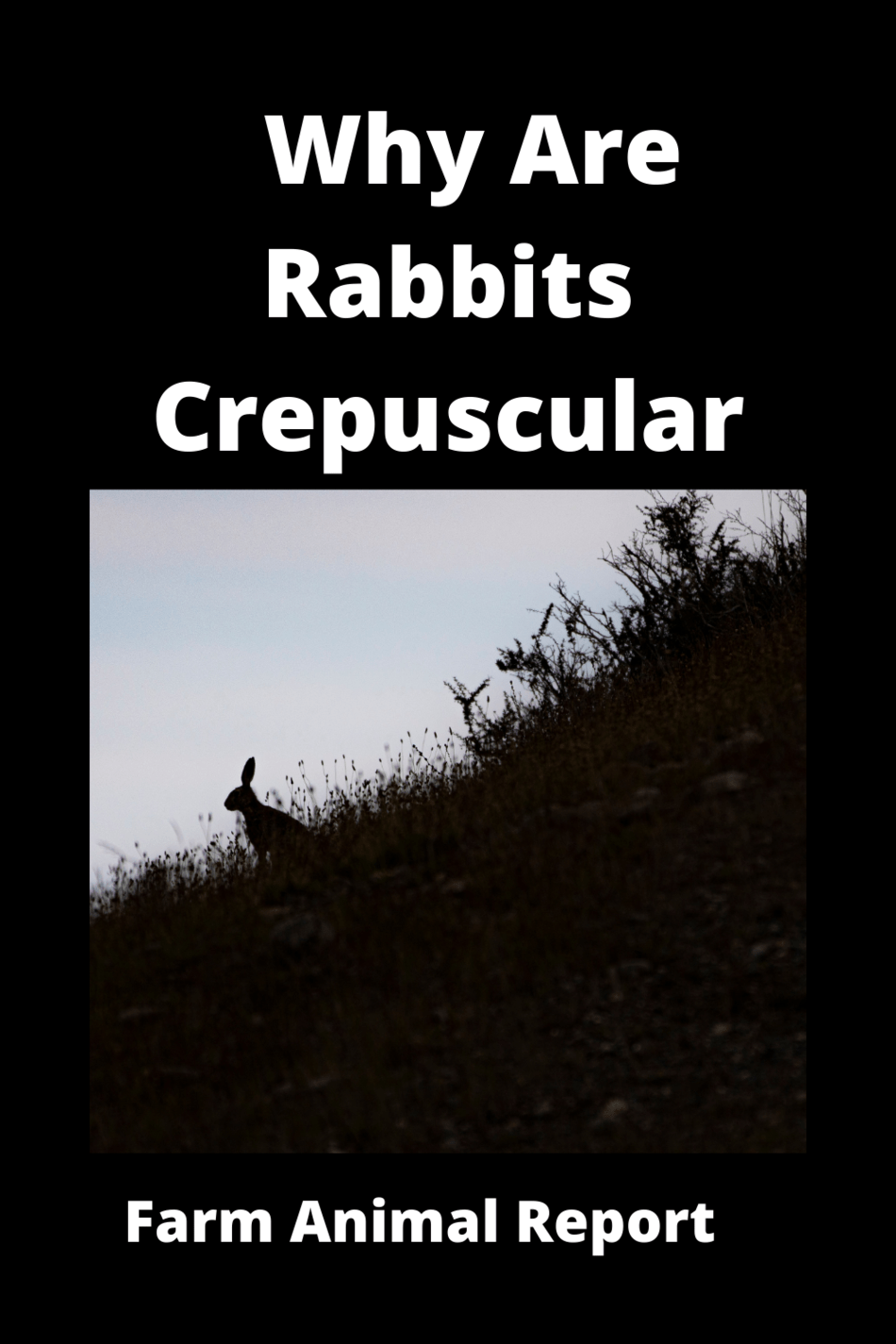 Why Are Rabbits Crepuscular {VIDEO}