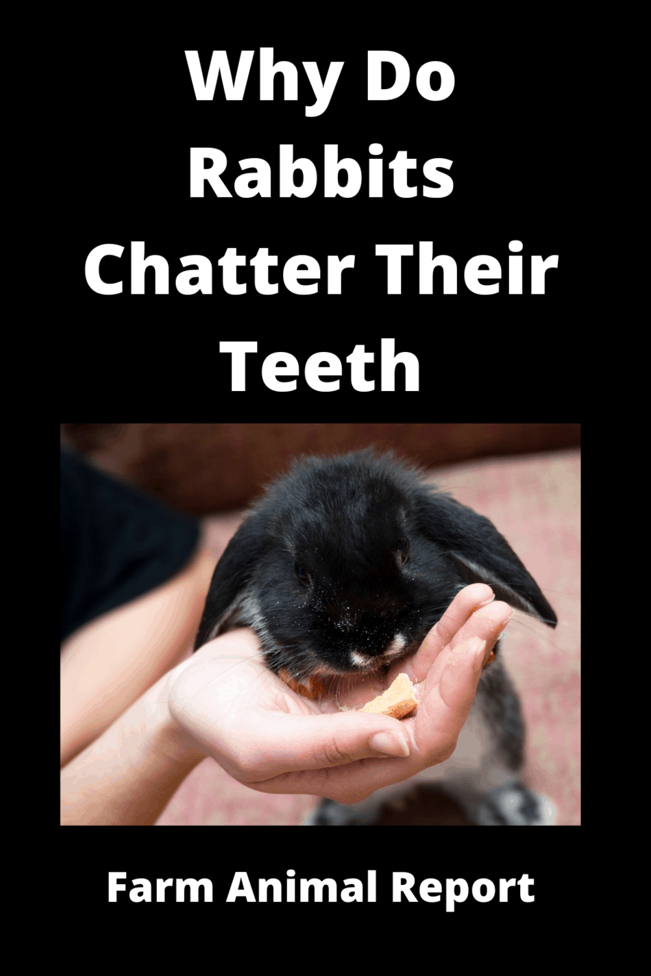 Why Teeth Grinding In Rabbits / With Sound **CHATTER**