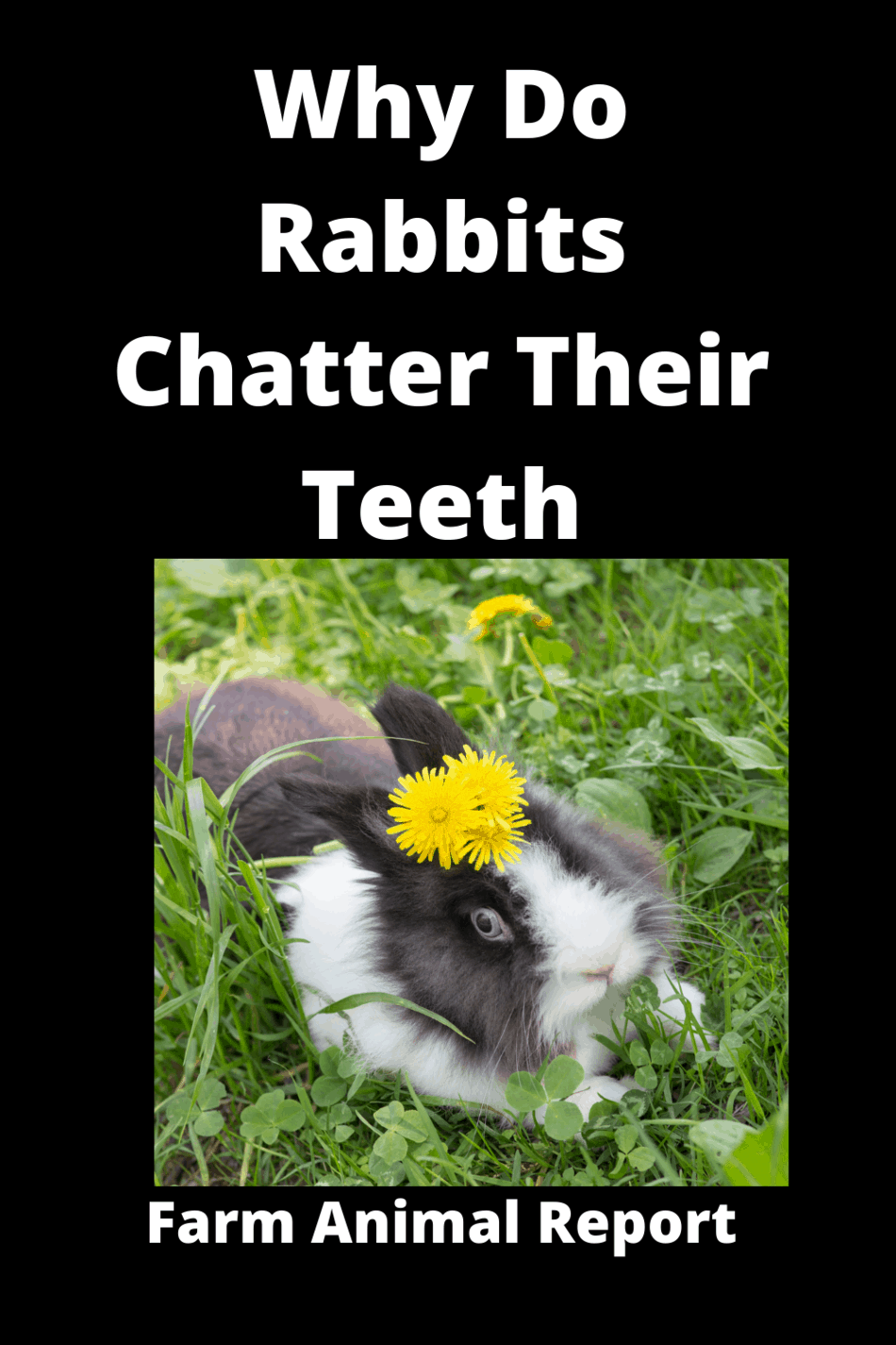 Why Teeth Grinding In Rabbits / With Sound **CHATTER**