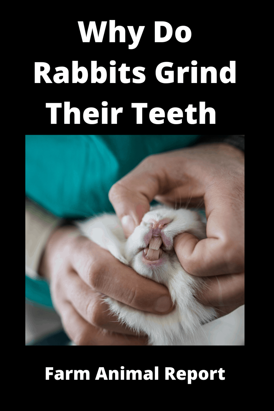Why Do Bunnies Grind Their Teeth - Tusks / Stress / Fear