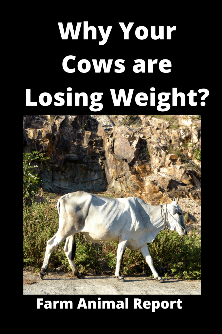 Why Cows Are Losing Weight? 13 Reasons