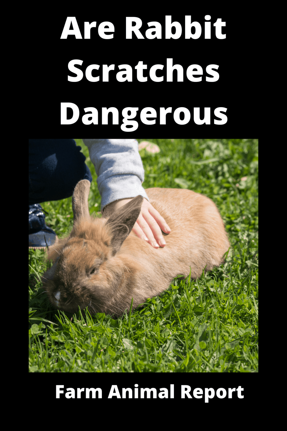 13 Tested Facts: Are Rabbit Scratches Dangerous (2024)?