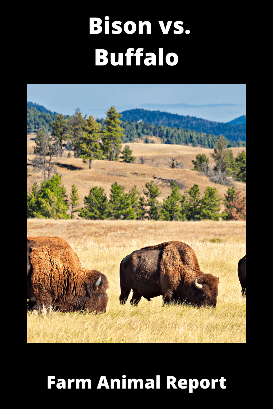 Difference Between Buffalo And Bison North American Bison In Wyoming: