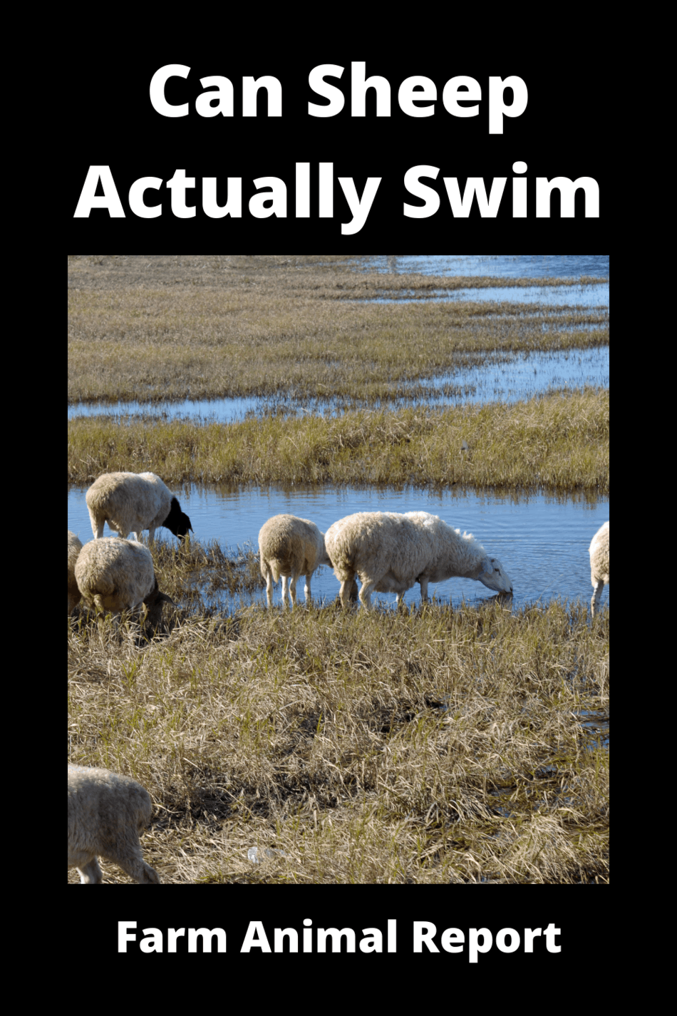 7 Motivators: Can Sheep Swim? (Updated 2024)