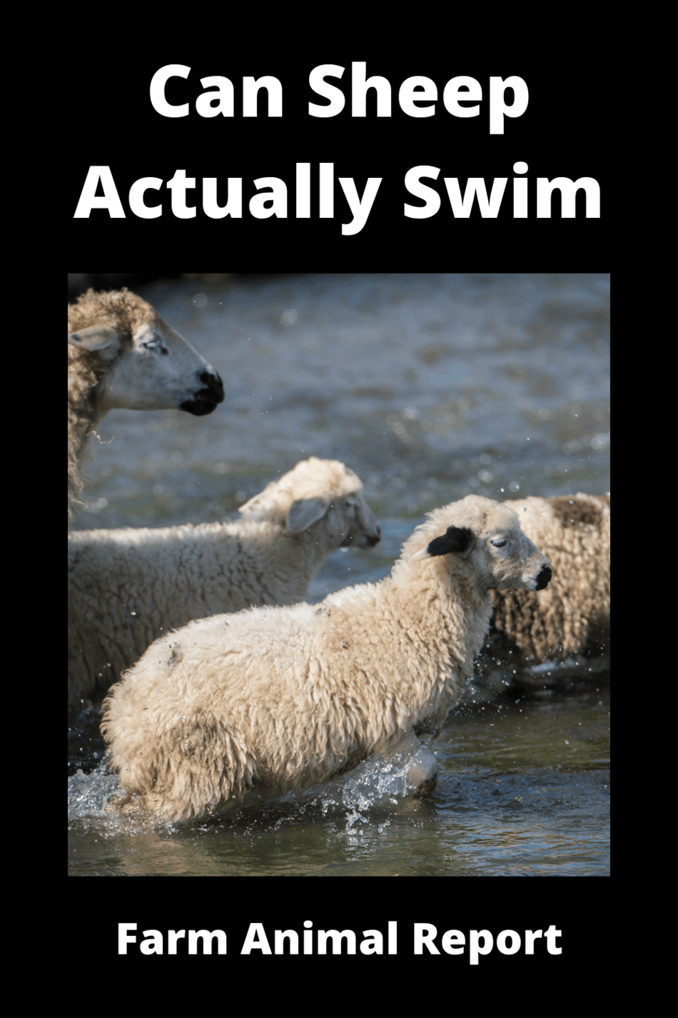 7 Motivators: Can Sheep Swim? (Updated 2024)
