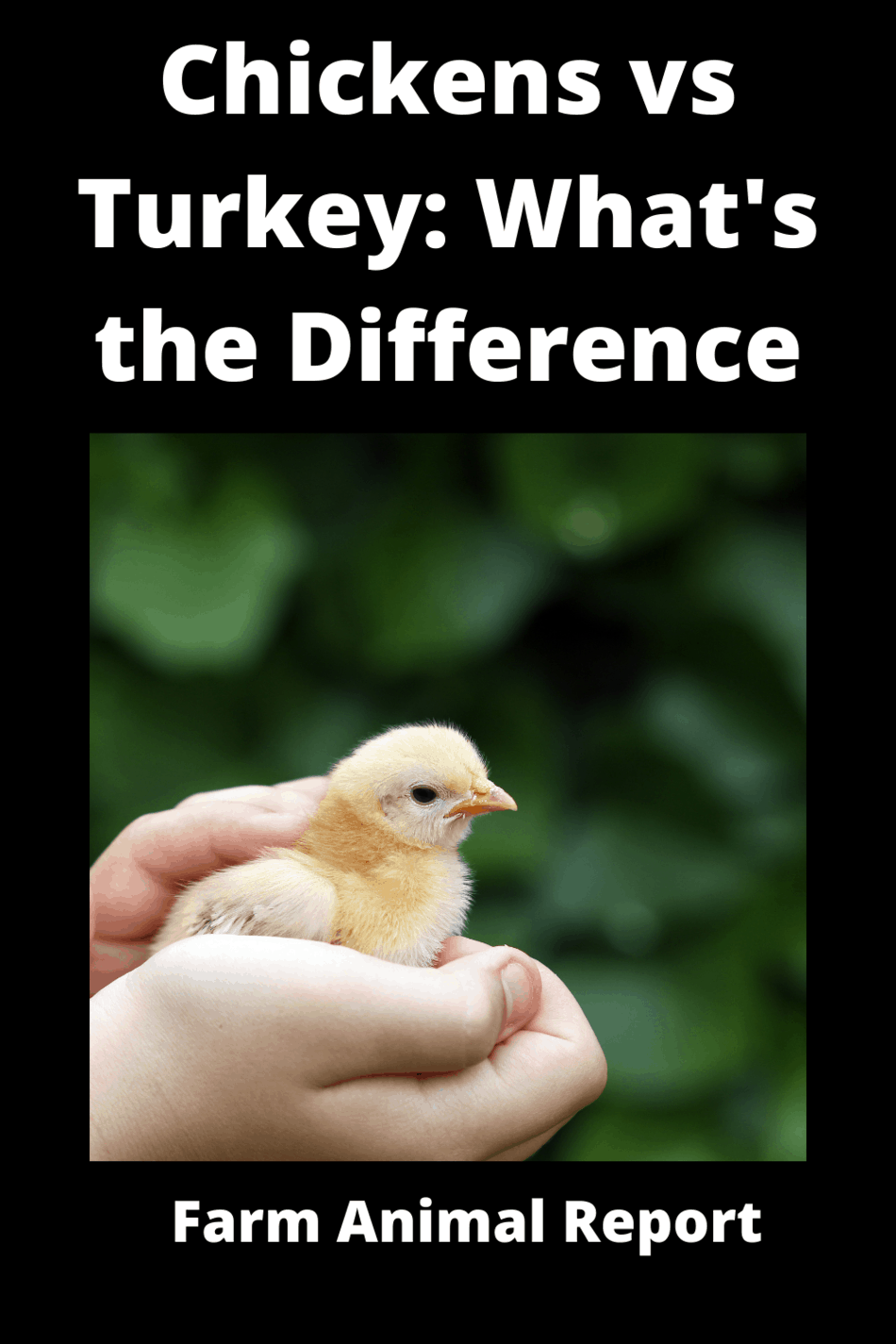Chickens **vs** Turkey What's The Difference