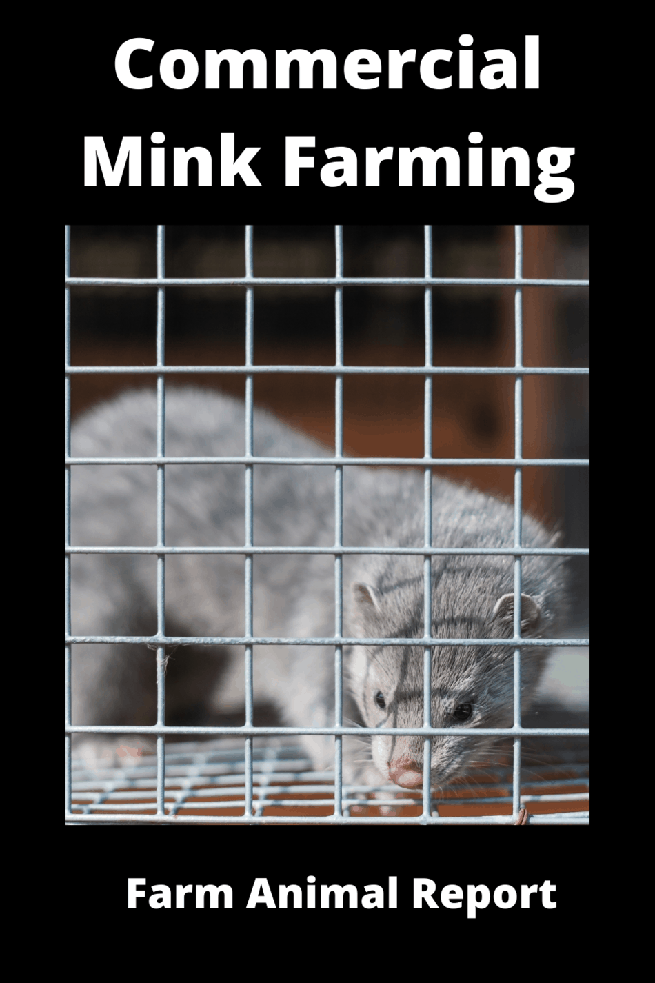Ultimate Guide Commercial Mink Farming