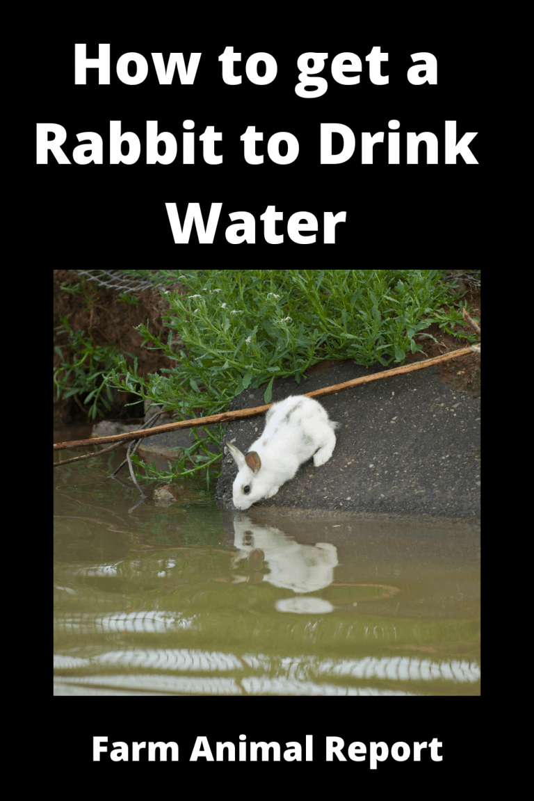 11 Ways How To Get A Rabbit To Drink Water (2024) - Farm Animal Report
