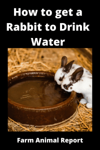 11 Ways How To Get A Rabbit To Drink Water (2024) - Farm Animal Report
