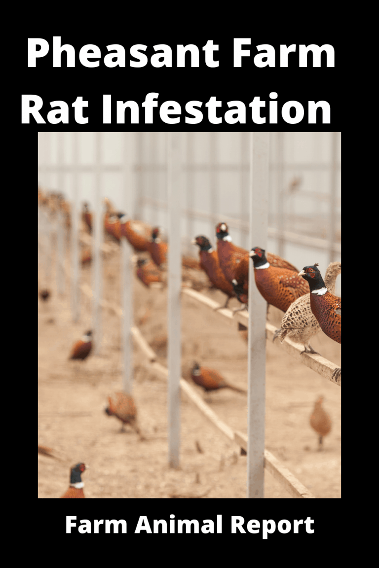 Pheasant Farm Rat Infestation What To Do