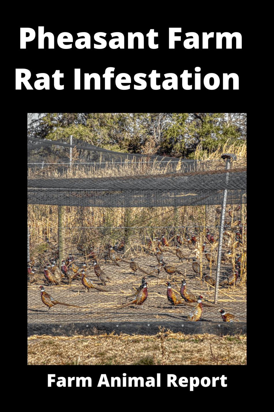 Pheasant Farm Rat Infestation What To Do