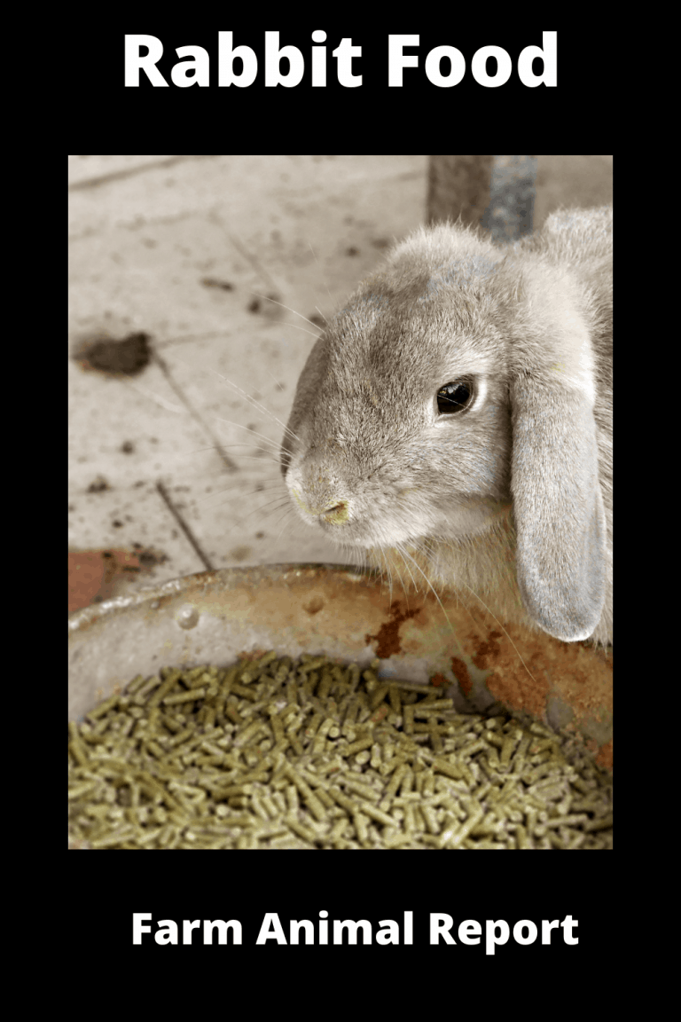 Ultimate Guide To Rabbit Foods