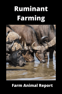 13 Types Ruminant Farming