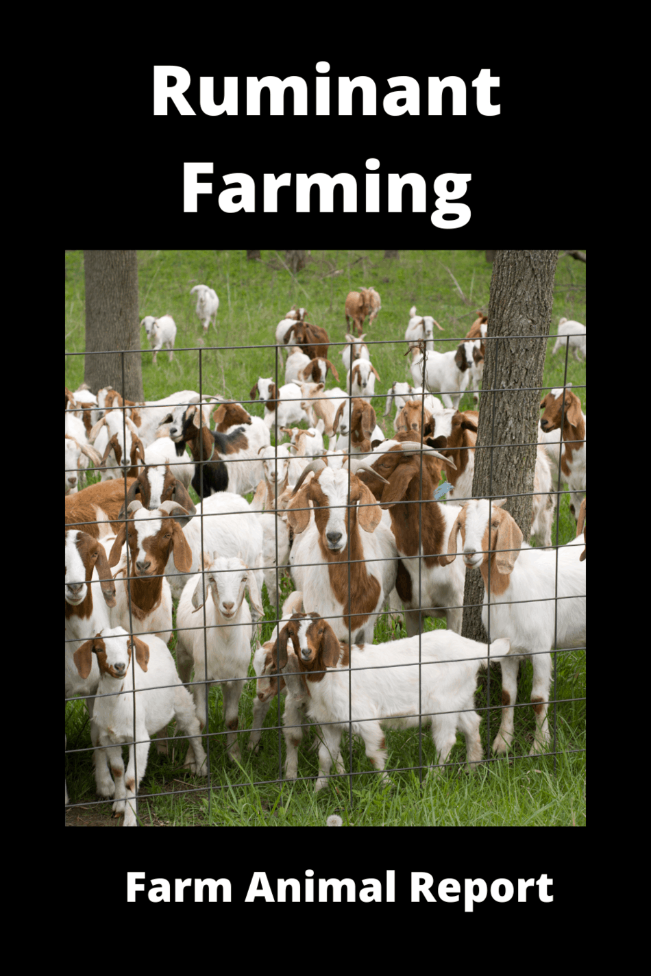 13 Types Ruminant Farming