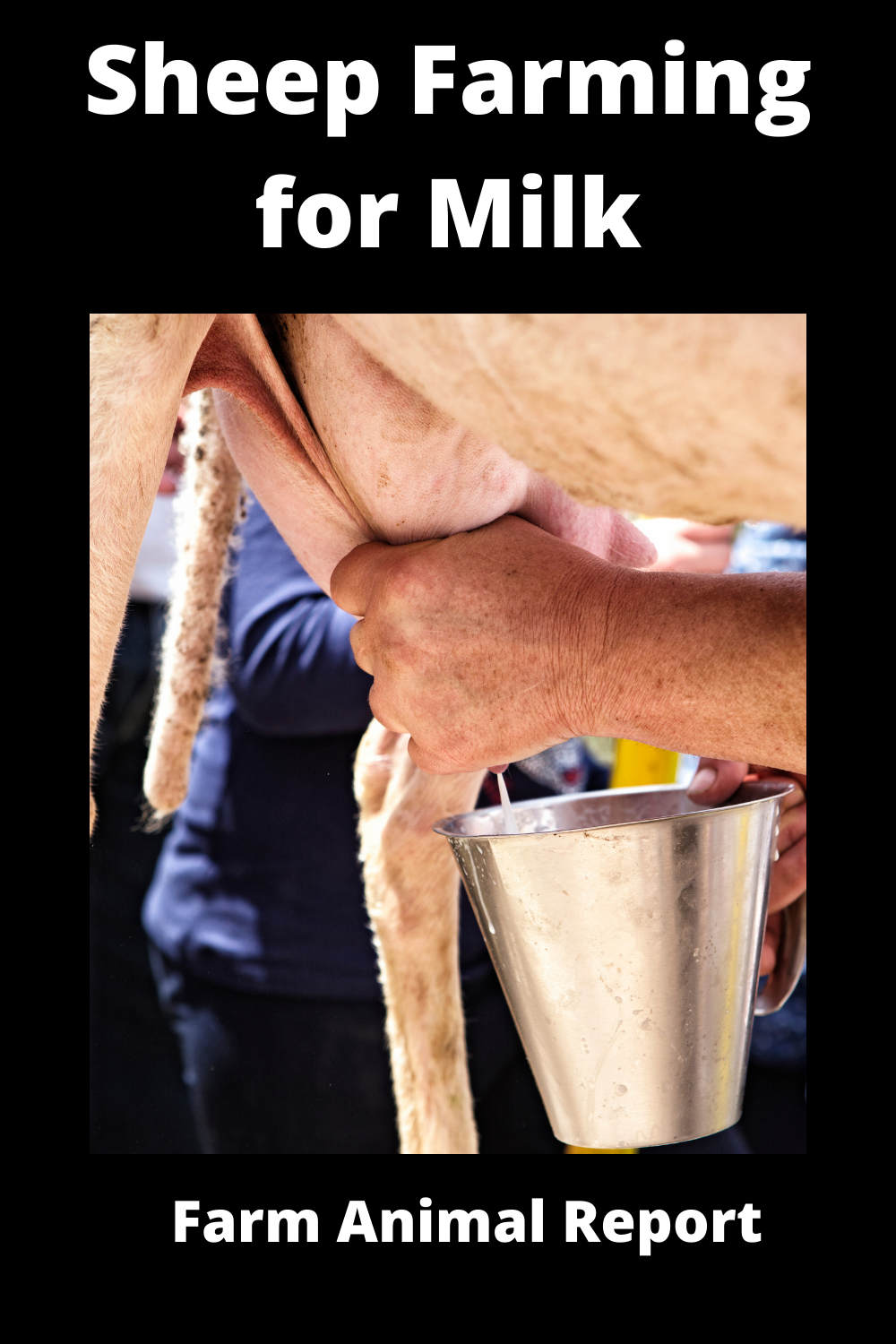 Sheep Farming For Milk