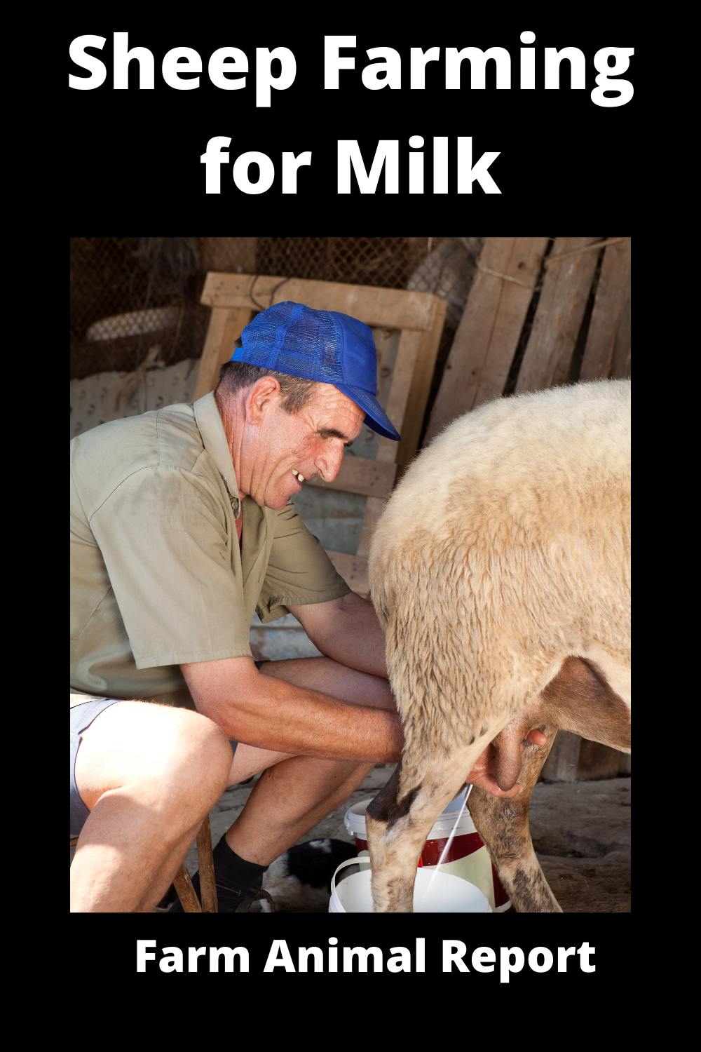 Sheep Farming For Milk