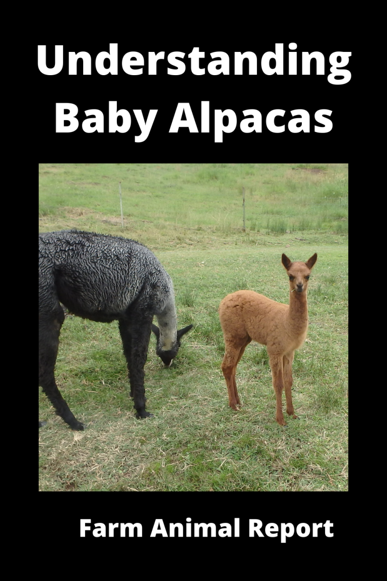 What Are Newborn Alpaca - Baby Alpaca - Newborn Alpacas - Baby Alpacas ...