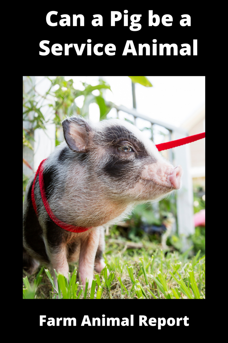 Can A Pig Be A Service Animal - What You Need To Know