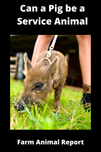 Can A Pig Be A Service Animal - What You Need To Know