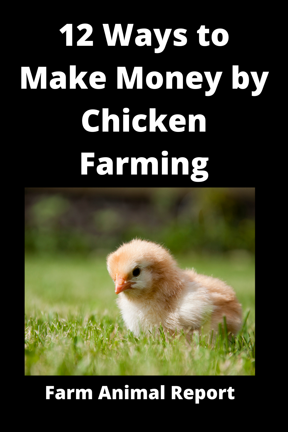 11 Ways To Make Money By Chicken Farming **2024**