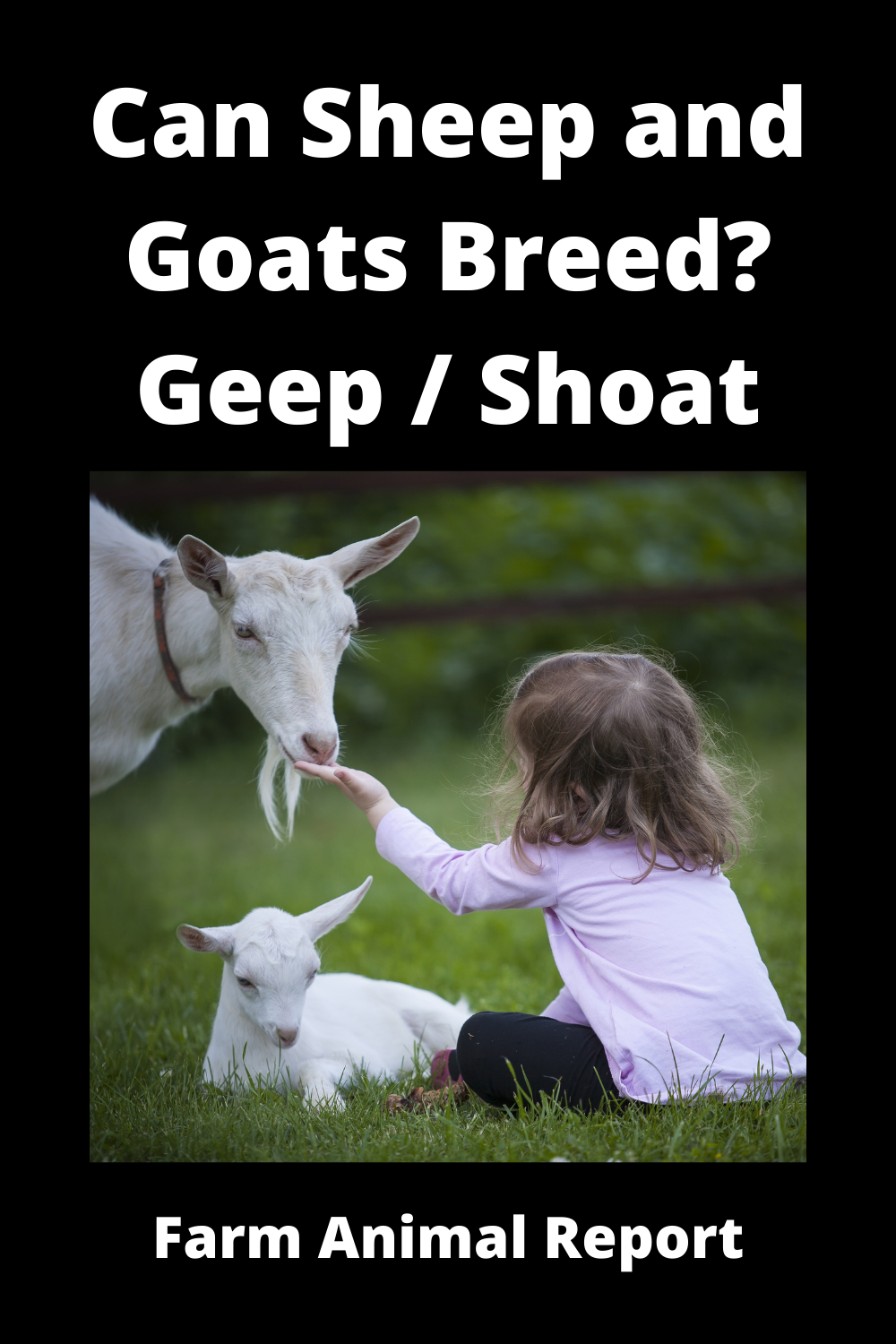 Can A Goat And A Sheep Breed? **Geep / Shoat**