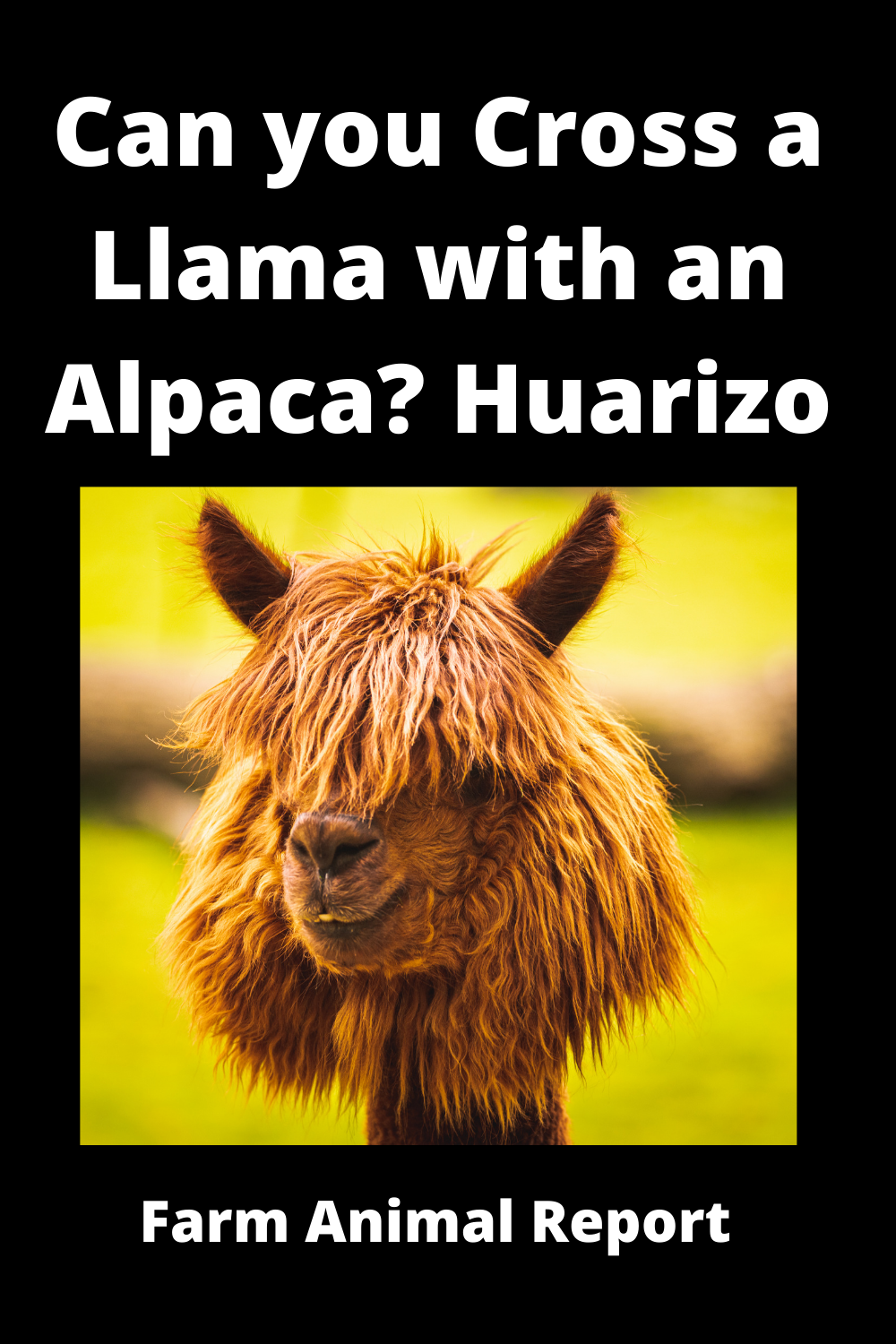 Llama And Alpaca Mix | How Can Llamas And Alpacas Breed | PDF | (2024 ...