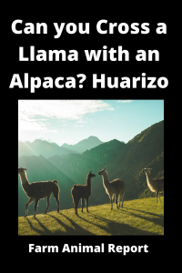 Llama And Alpaca Mix | How Can Llamas And Alpacas Breed | PDF | (2024 ...