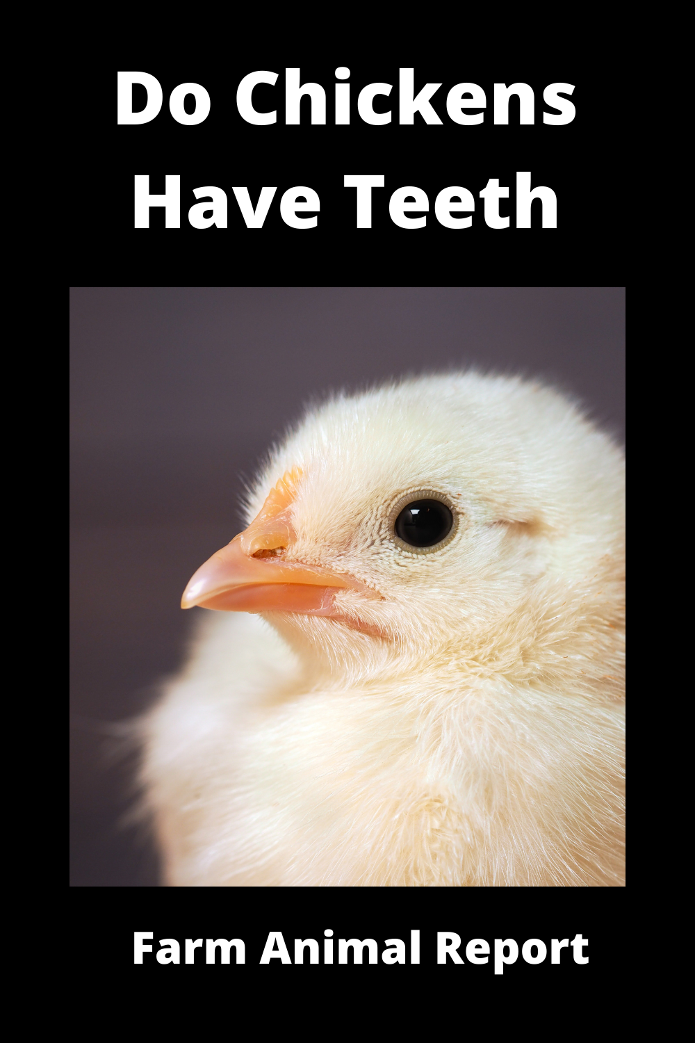 Do Chickens Have Teeth | Chickens | Teeth | Chicken | Eat