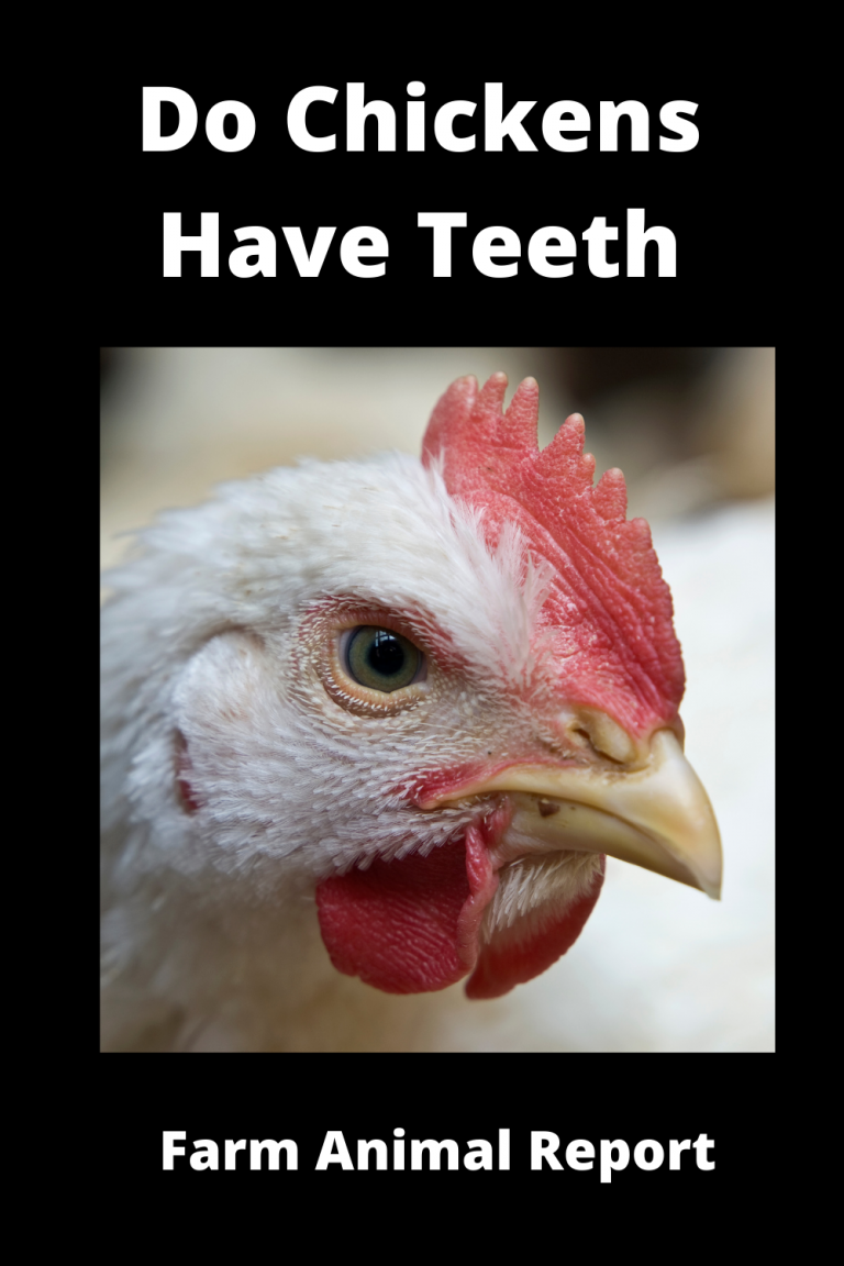 Do Chickens Have Teeth | Chickens | Teeth | Chicken | Eat