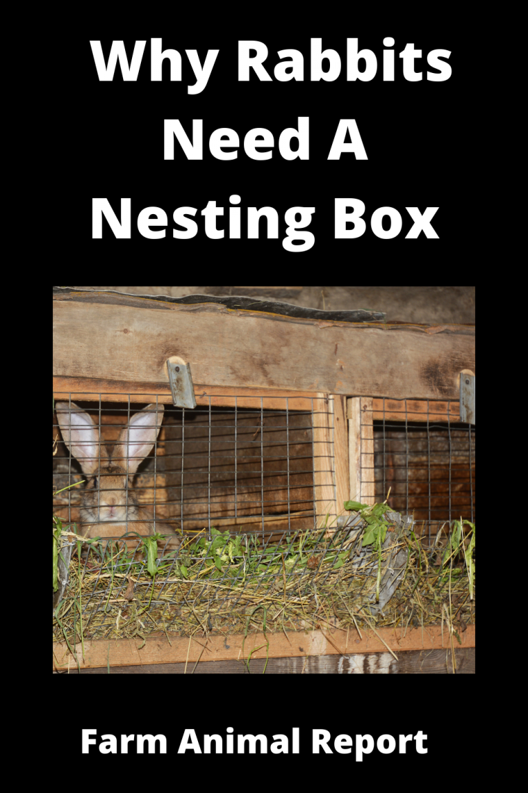 Do Rabbits Nesting Box? (2024) - **NESTING**