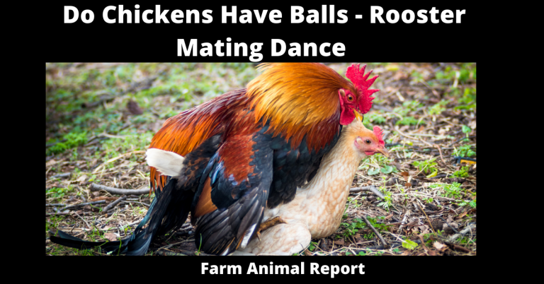 Why Are My Chickens Dying - 15 Reasons - Farm Animal Report