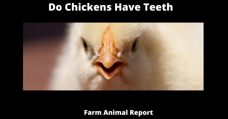 Do Chickens Have Teeth | Chickens | Teeth | Chicken | Eat