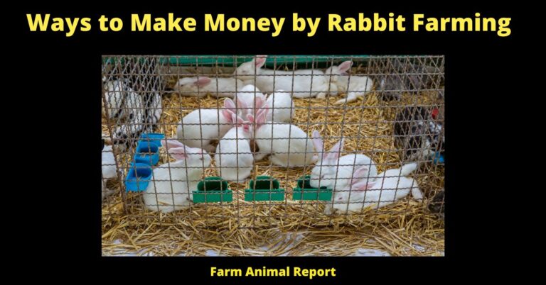 17 Ways: How Does Rabbit Farming Make Money | Rabbits | Profit | Raise ...