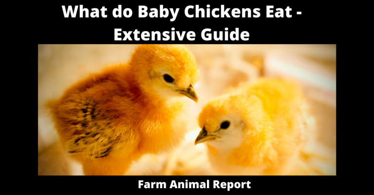 What Colors are Chickens Eyes? (2022) Color Genetics – Farm Animal Report