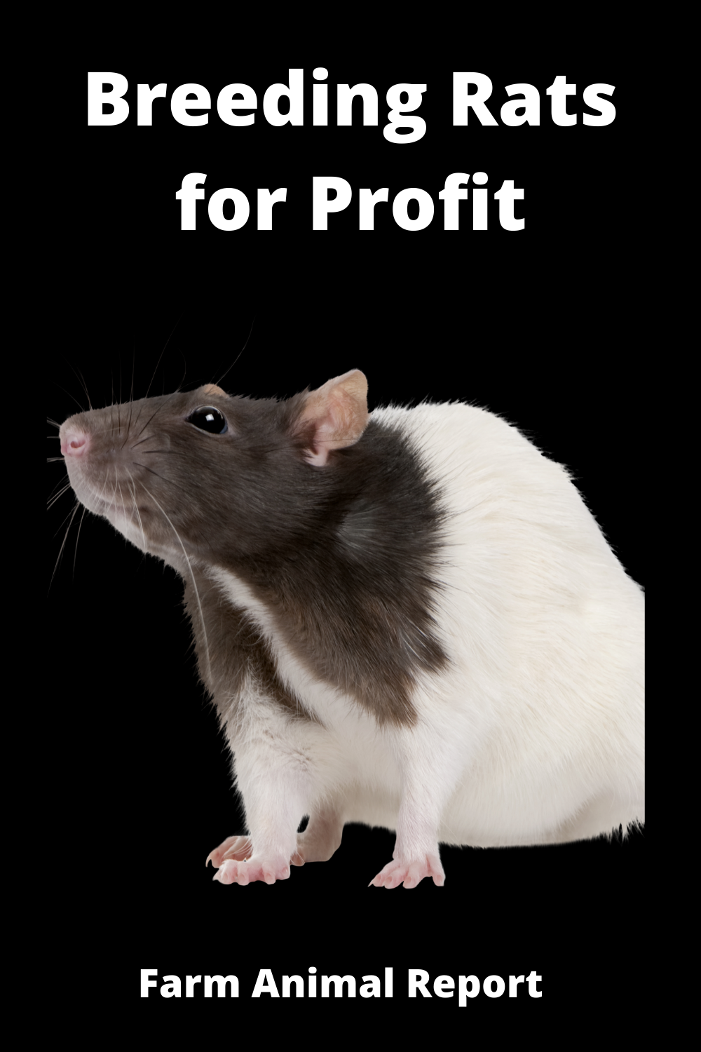 Breeding Rats For Profit - 2 = $15,000 One Year